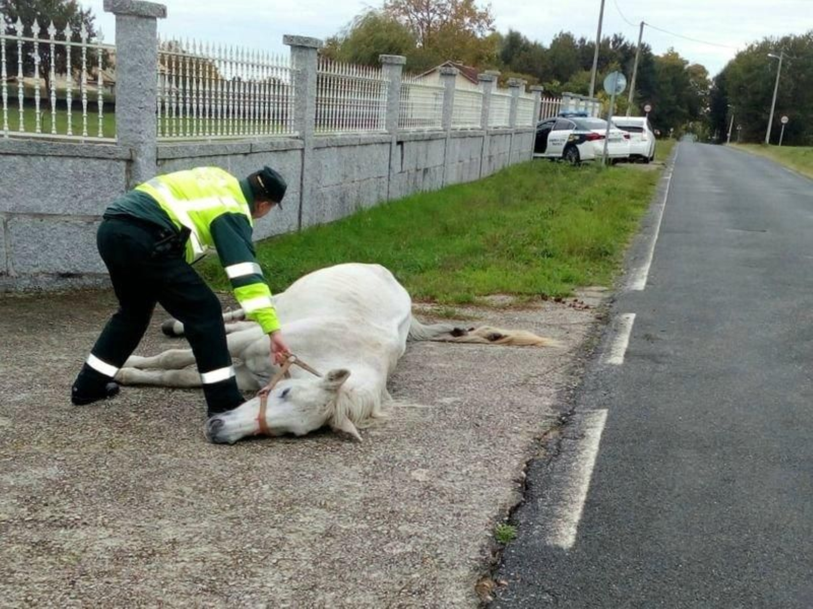 Muere un caballo atropellado en A Cabeanca