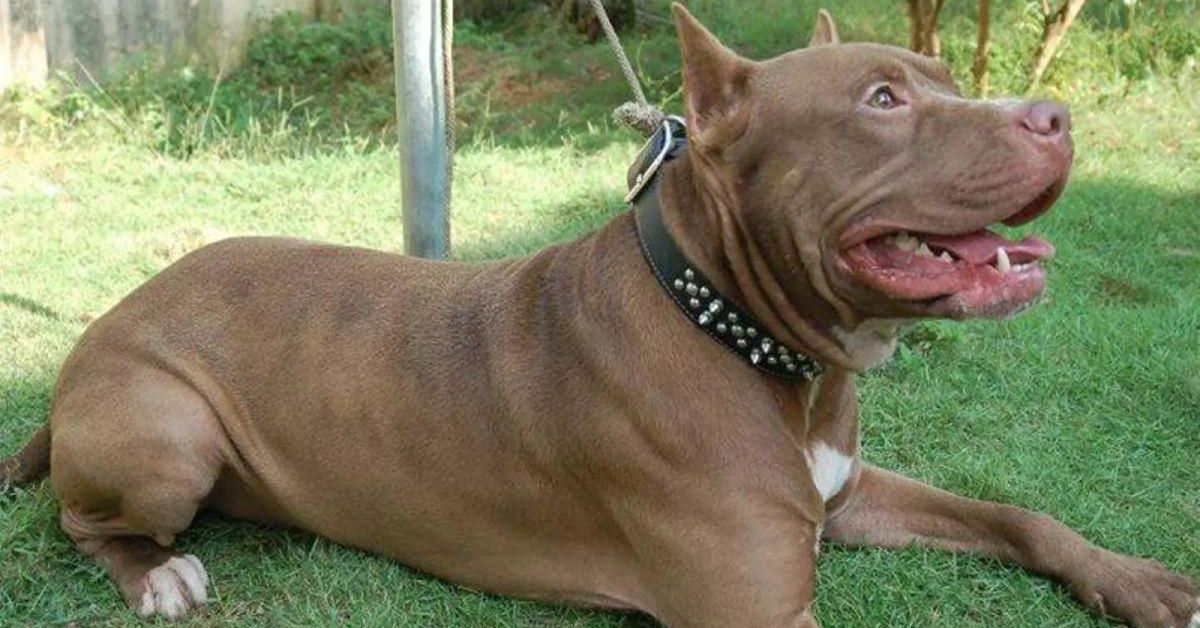 El Concello de Vigo busca a una veintena de dueños de perros de raza ...