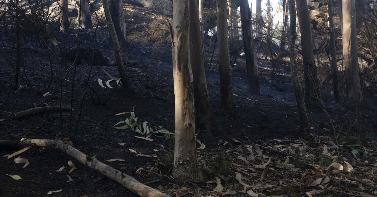 Investigan a tres personas por incendios forestales en Lalín, Xunqueira ...
