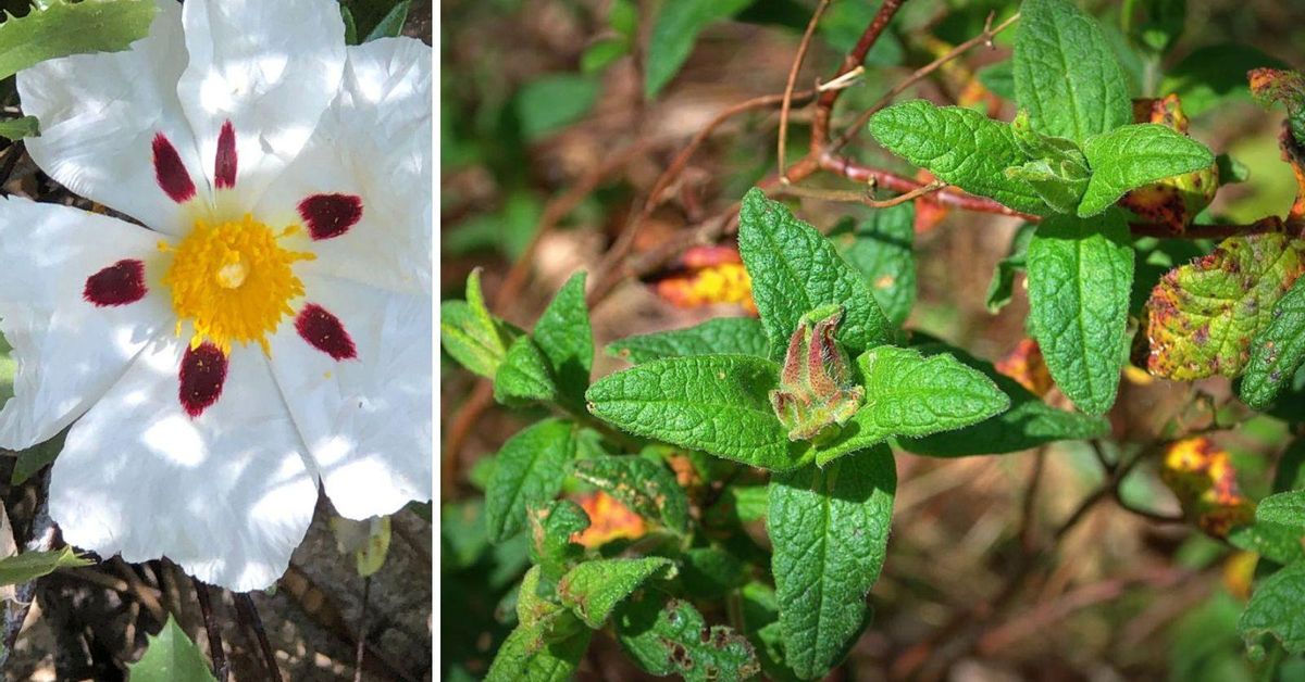 Conoce la Jara de montaña, una planta con propiedades médicas que se ...