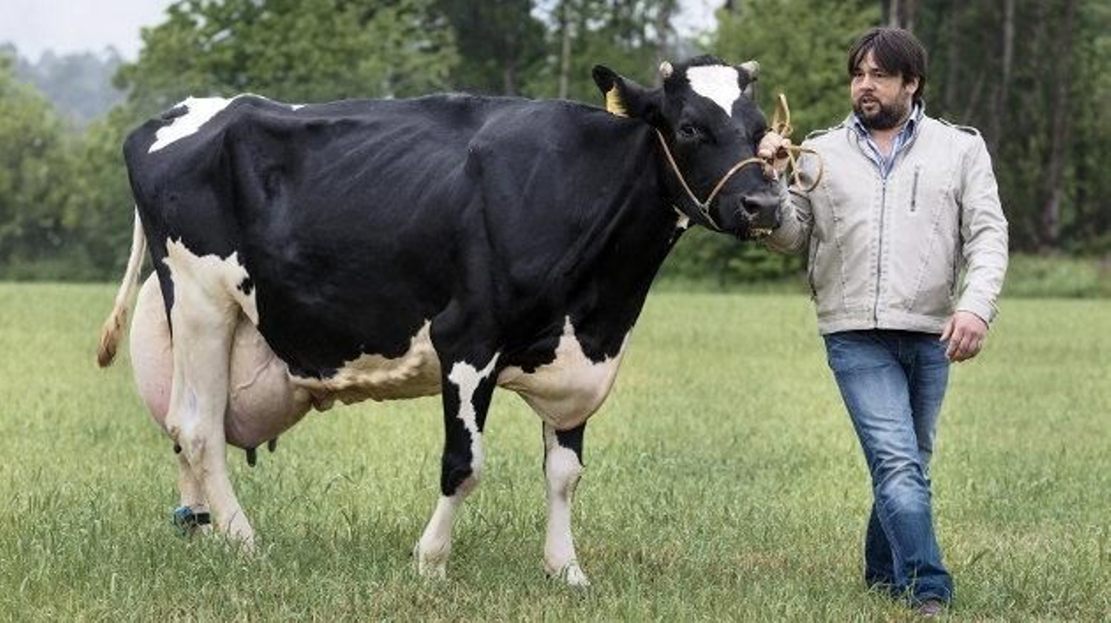 'Kaliña', la vaca frisona gallega que más leche produce: 71 kilos al día