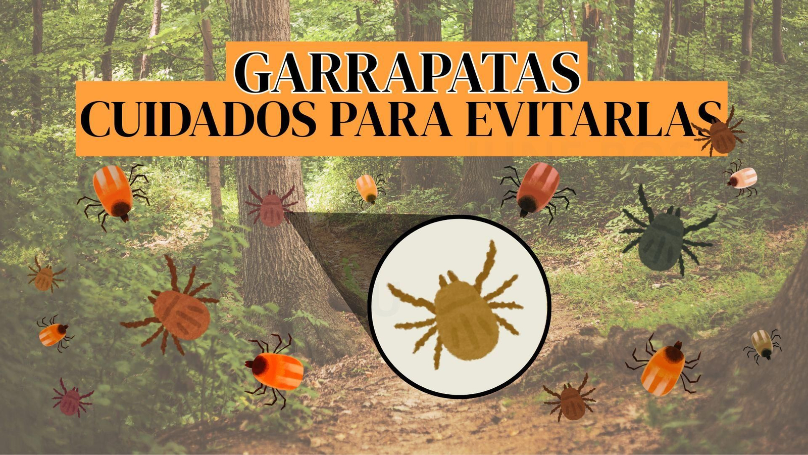 El peligro de la picadura de las garrapatas y cómo evitarlo