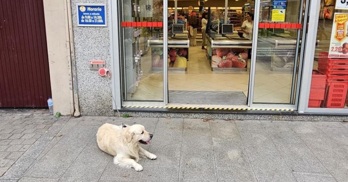 Los perros de Vigo ya no podrán estar a la puerta del súper