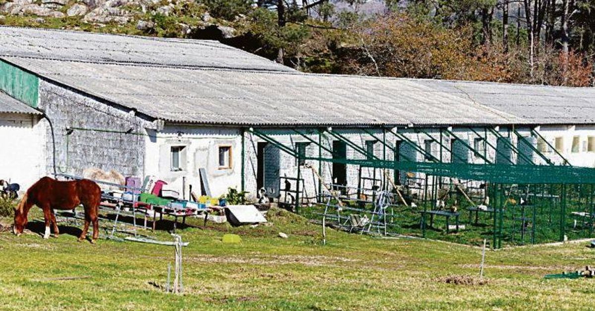 Una esperanza para medio millar de felinos en Gondomar
