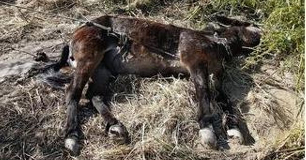 Alarma en Mesón de Calvos al aparecer una mula muerta