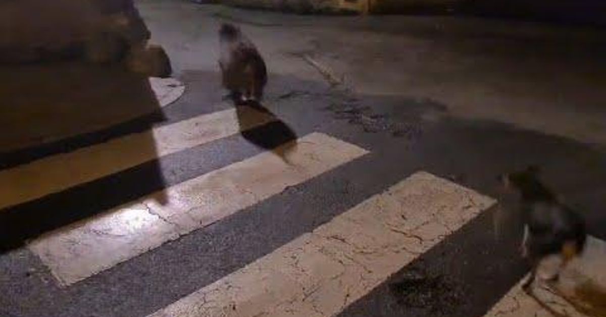 El perro Fito se pone bravo con una pareja de jabalíes en Marcelo Macías