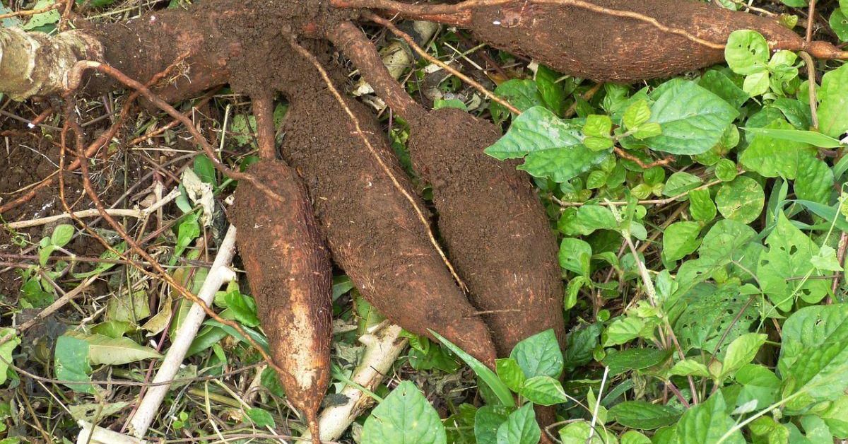 El Ñame blanco, un exótico tubérculo extendido por Asia, África y América