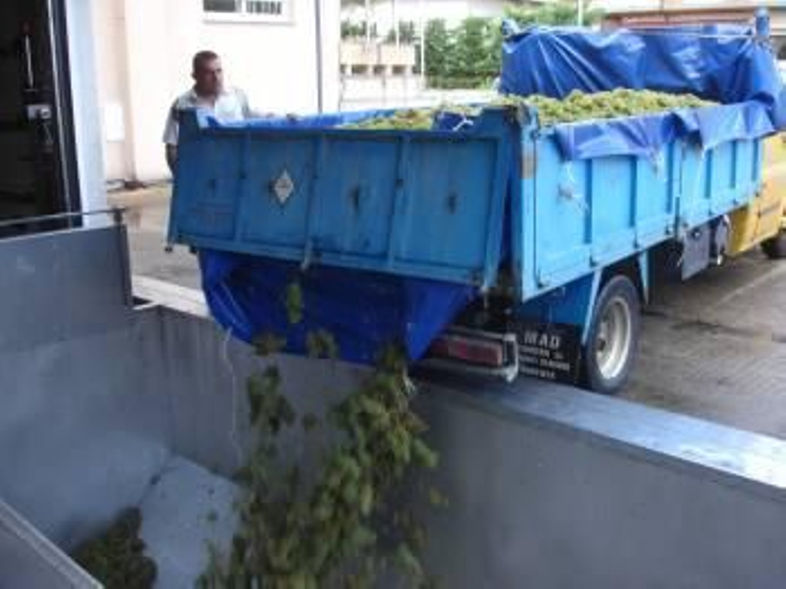 La lluvia entorpeció la recogida de las uvas en la comarca
