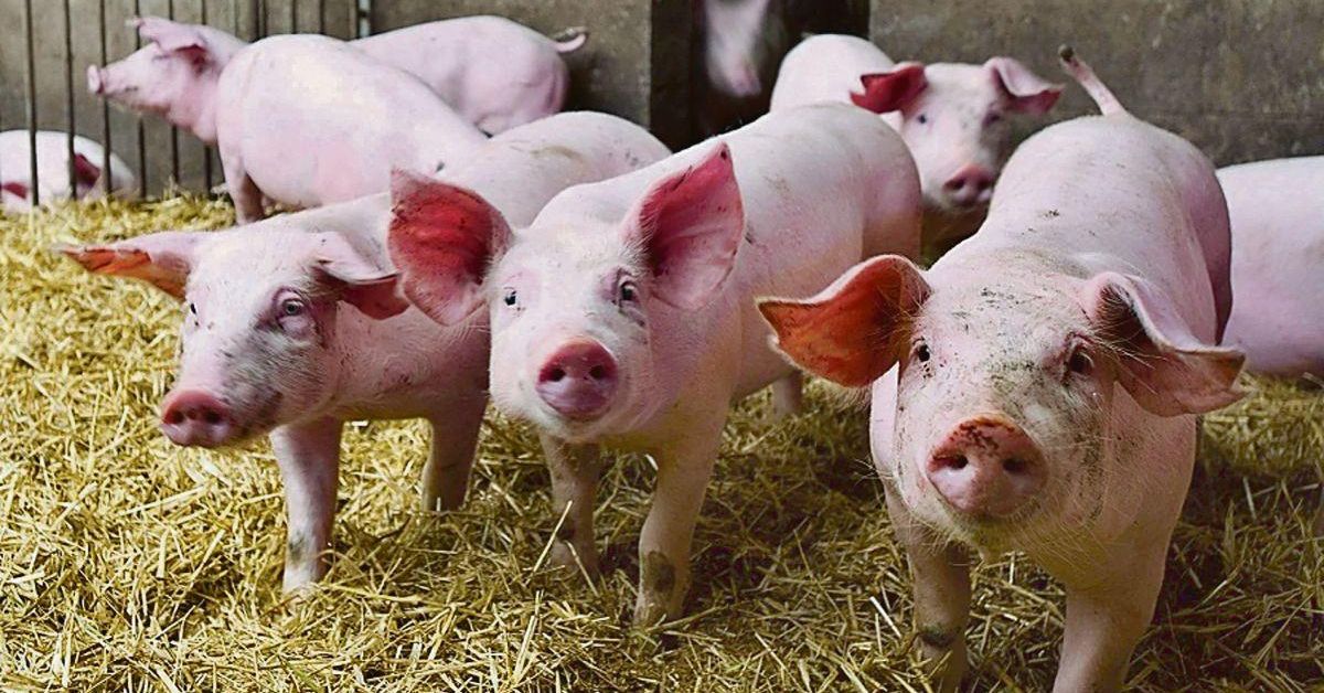 China grava el doble al cerdo europeo que al porcino español
