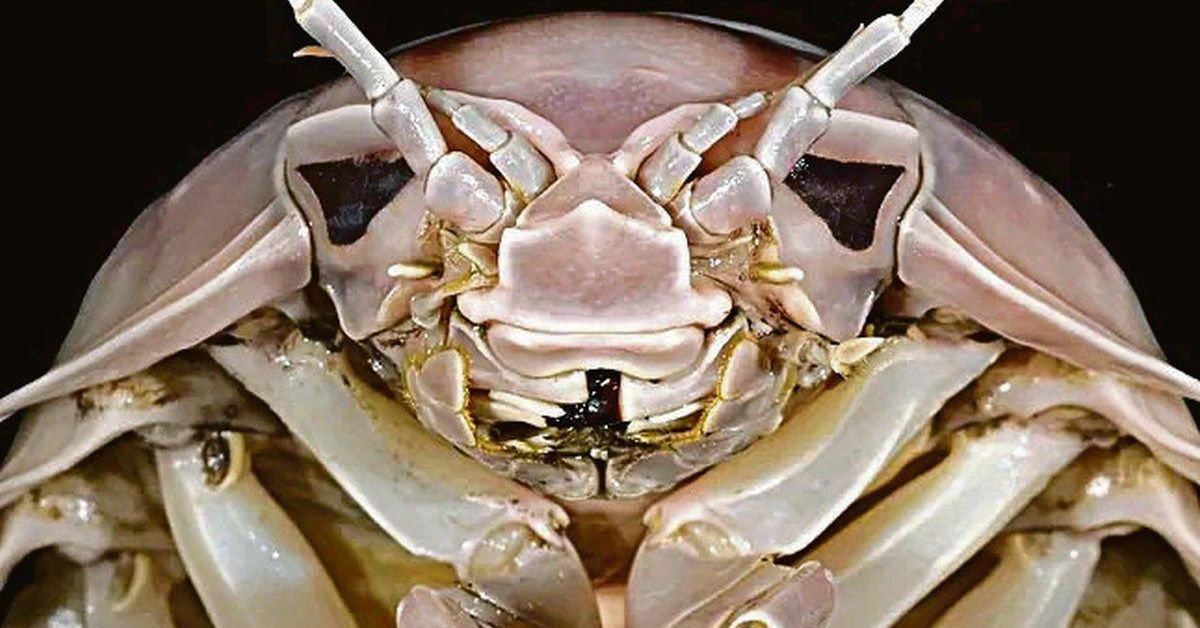 Un nuevo insecto marino gigante recibe el nombre de Darth Vader
