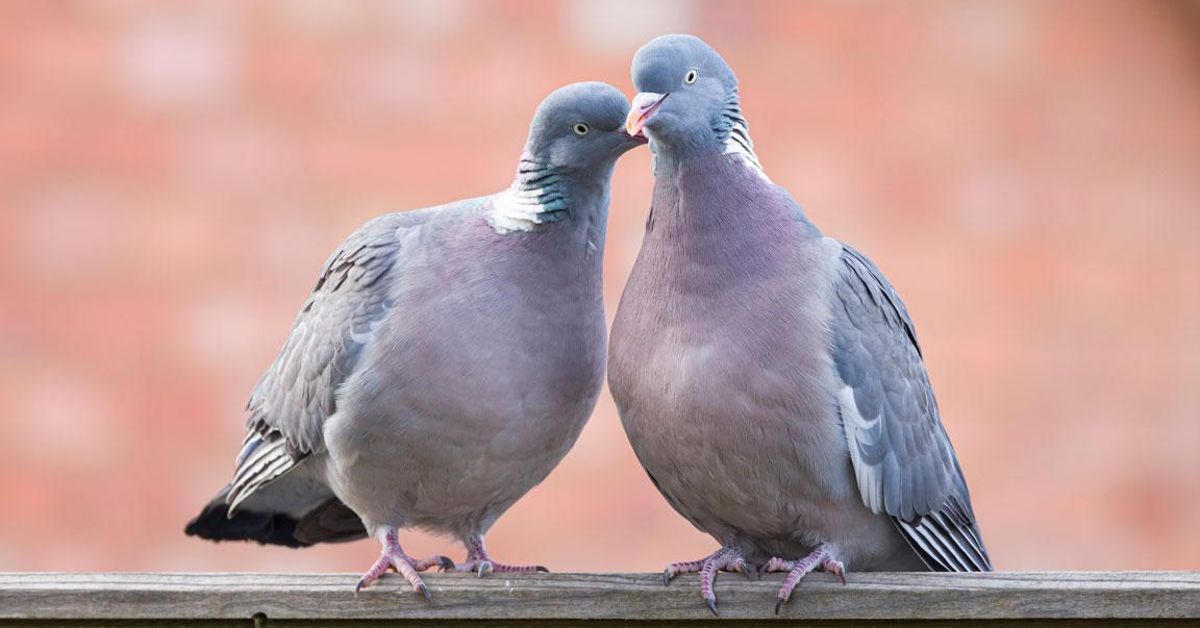 Cómo ahuyentar palomas del jardín con tan solo dos colores