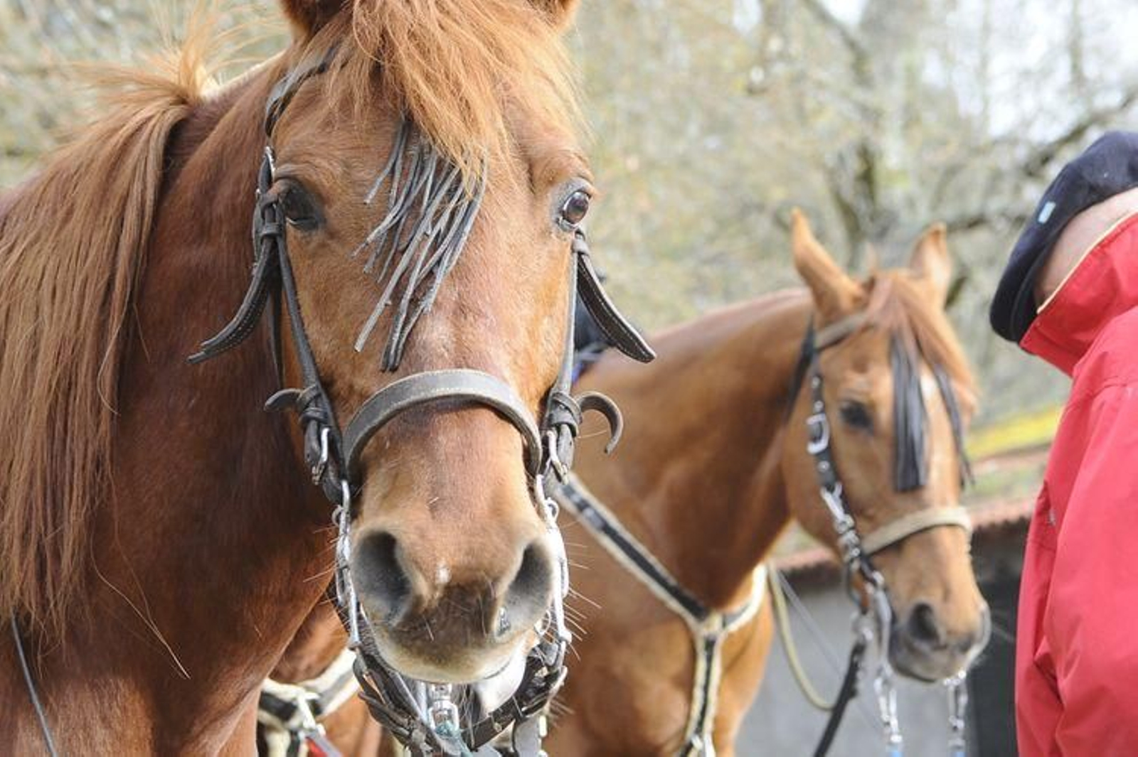 Ruta cabalar Coles-A Peroxa