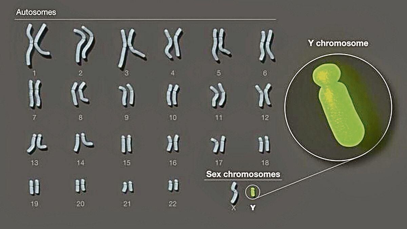 Completan el ADN humano descifrando el cromosoma Y