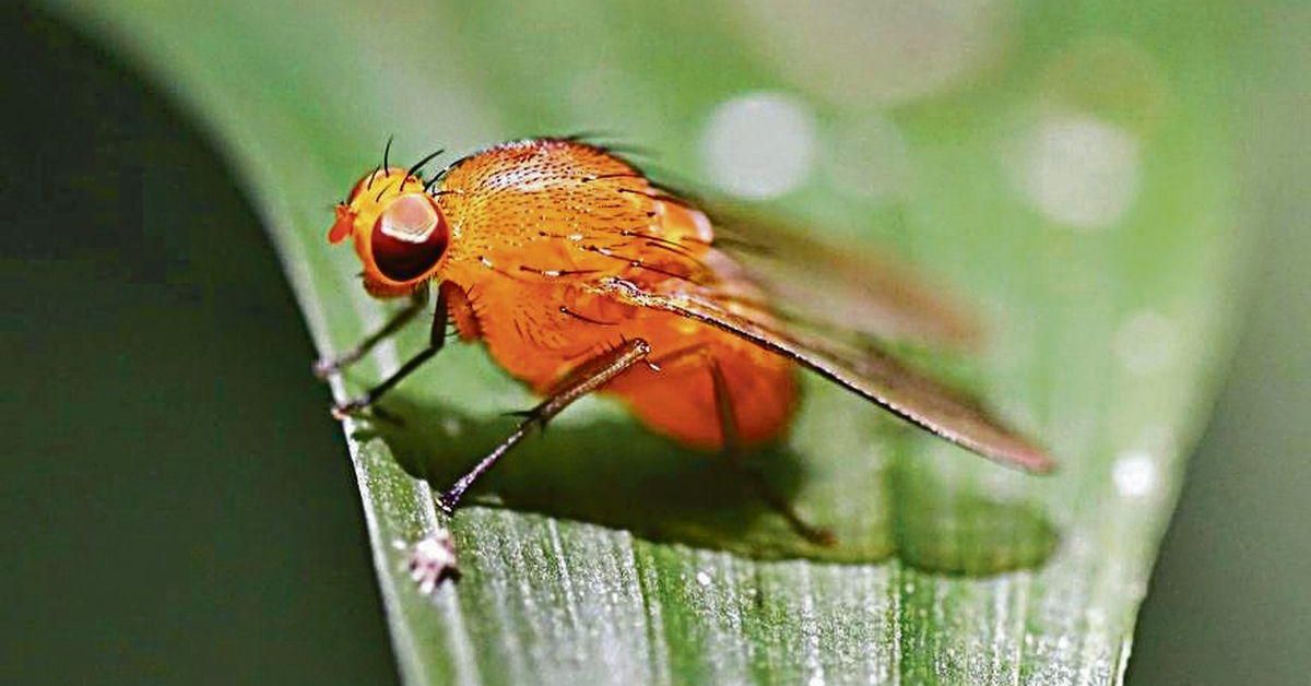 Descubren el gen responsable del estadio juvenil en insectos