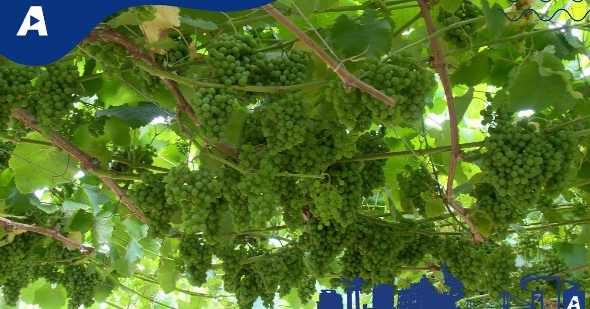 Os Areeiros, vinos con carácter propio de O Morrazo