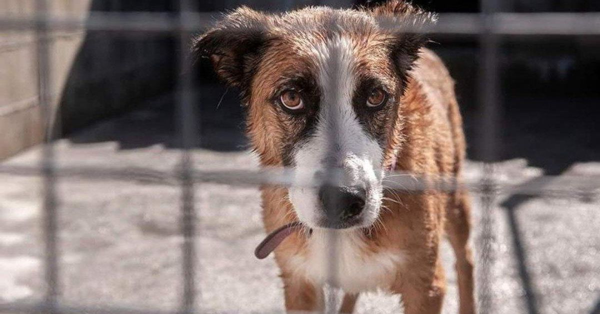 La historia de Draco, el perro que busca hogar en Ourense: amor ...