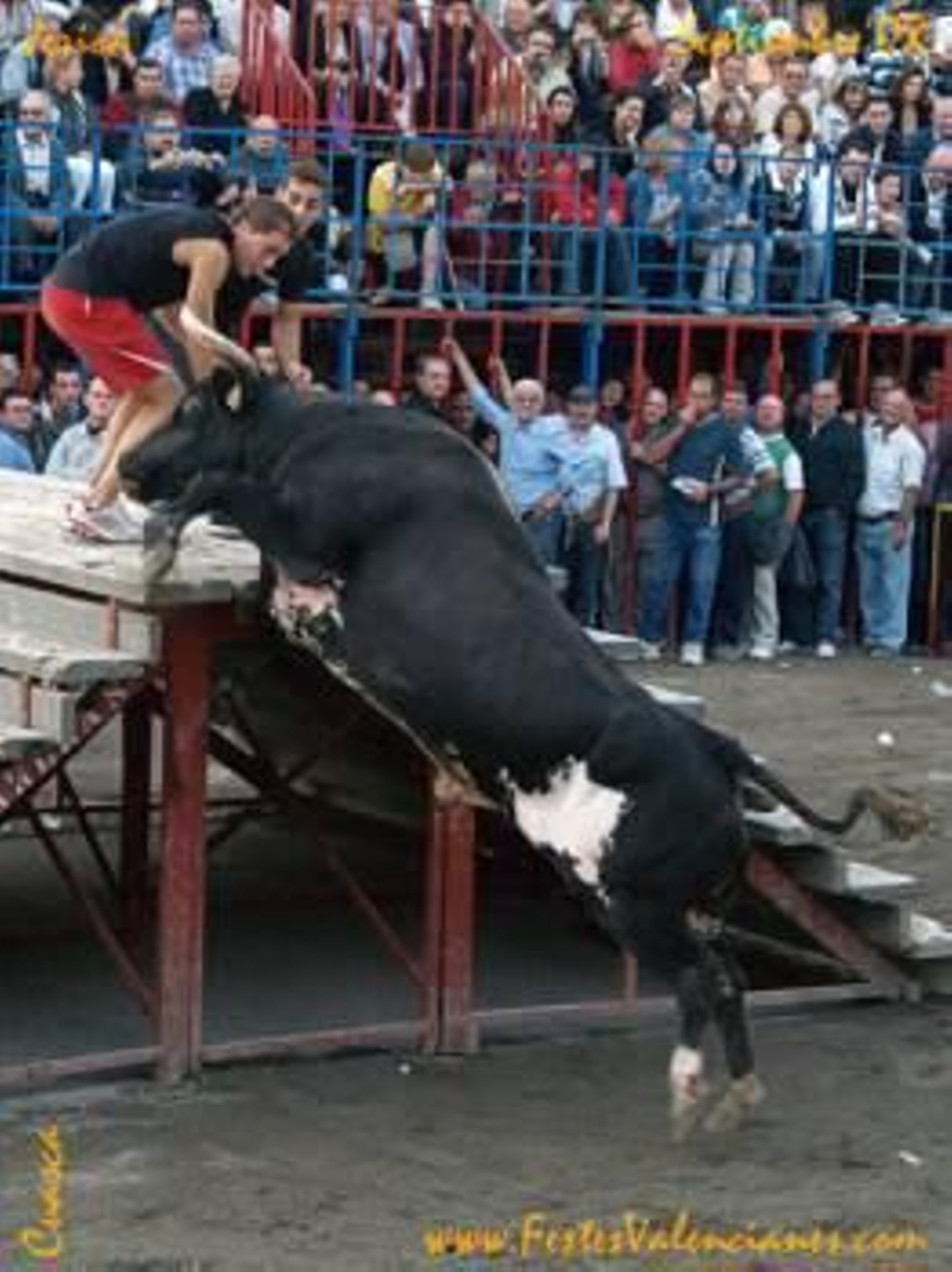 El toro 'Ratón' se cobra su tercera víctima en cinco años