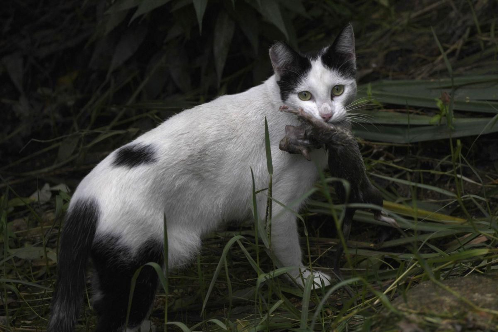 ¿Sabe que los gatos se ponen las botas con la de ratas que campan a sus ...