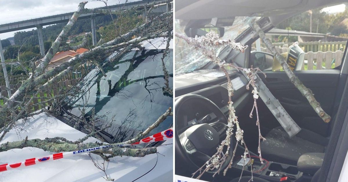 Vuelven a nacer tras caerle un árbol en Moaña