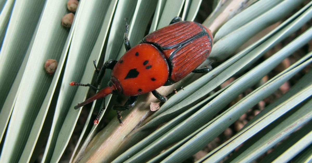 Qué es el picudo rojo y cómo combatirlo