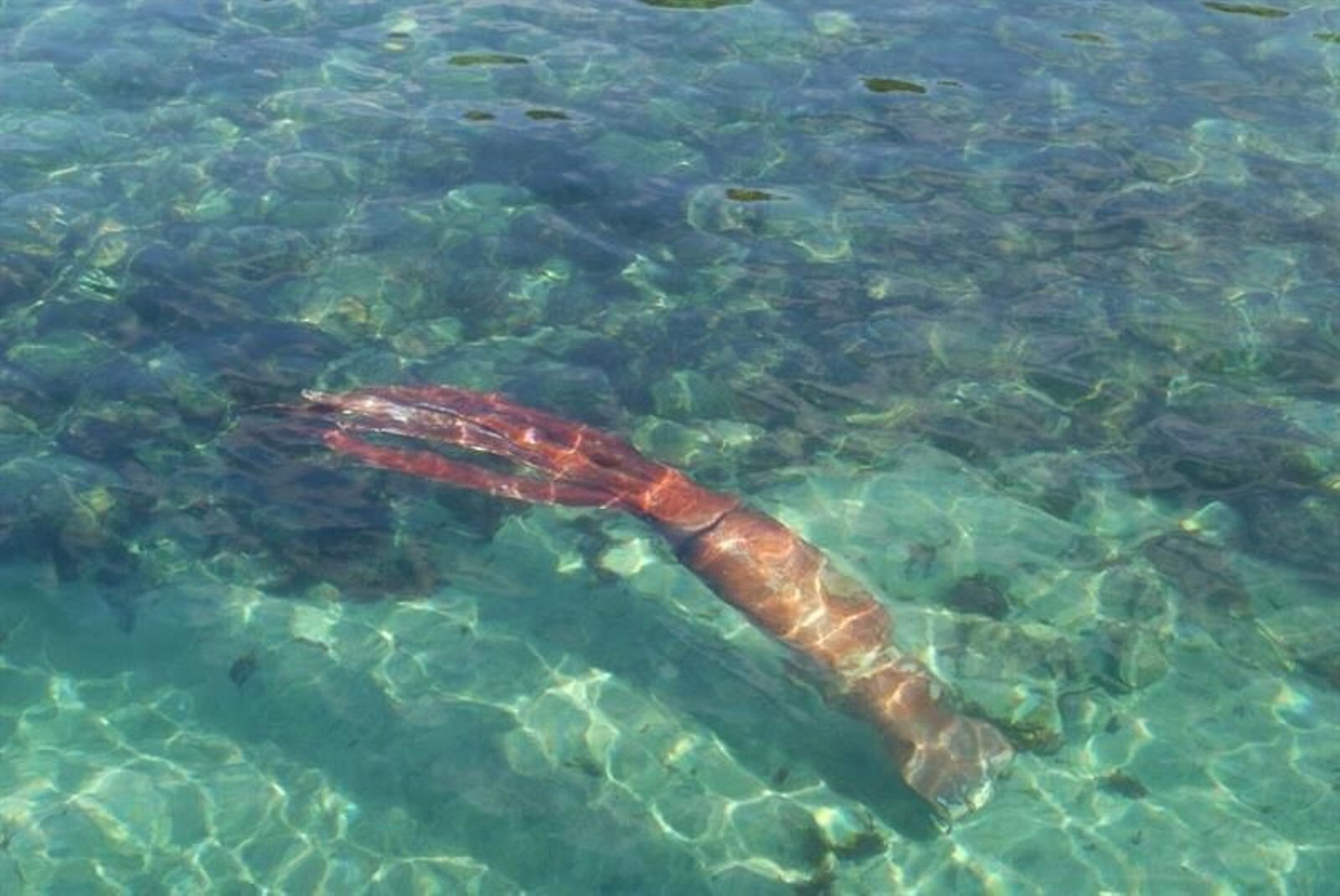 Fotografían un ejemplar vivo de calamar gigante en la costa de Galicia