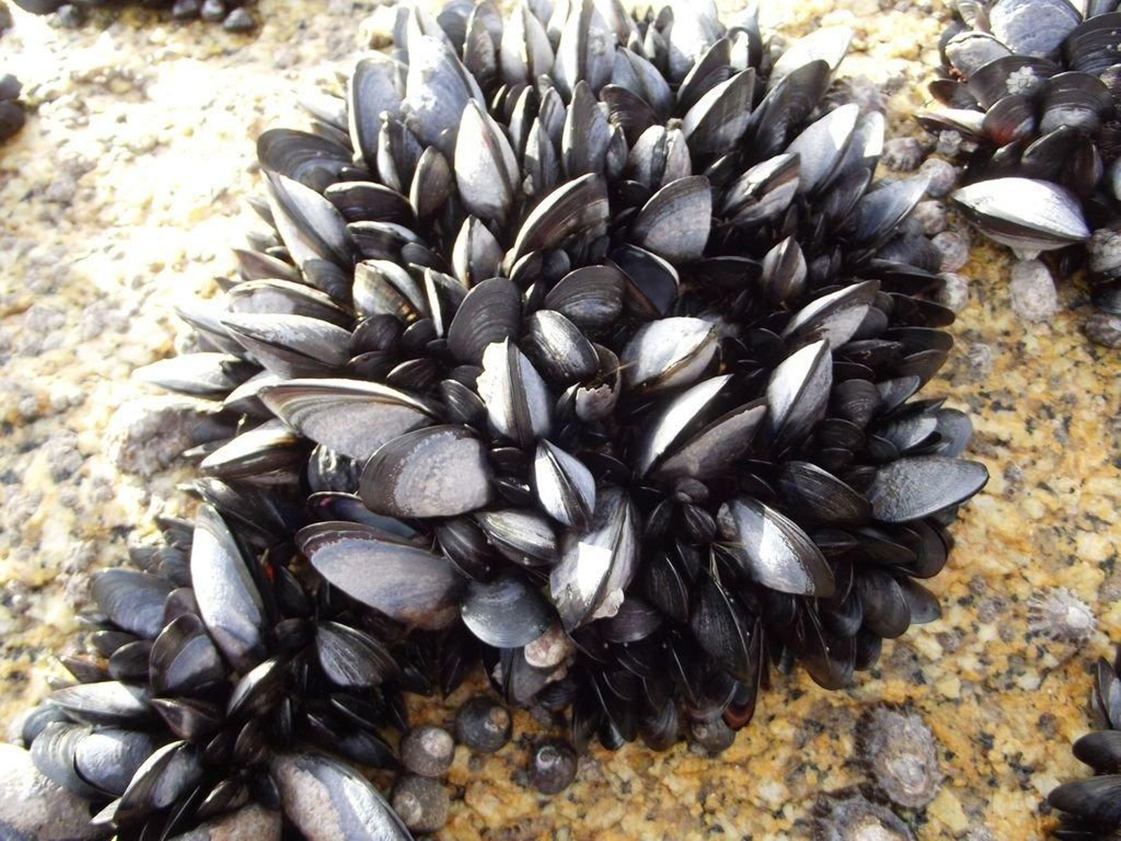 Mejillones de roca, centinelas de la salud de la Ría de Vigo